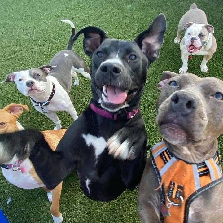 Oceanview Kennel & Pet Resort