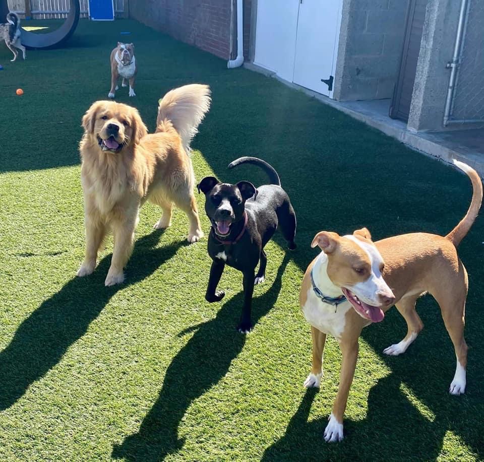 Oceanview Kennel & Pet Resort